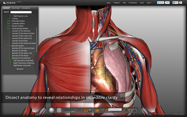 Biodigital Human Explore Human Body In Full 3d Internet Growth